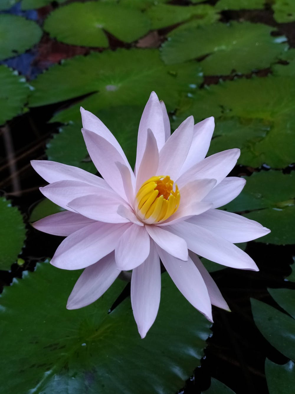Silence Can Speak Volumes – By AMY TEMPLE – Welcome to See The Good